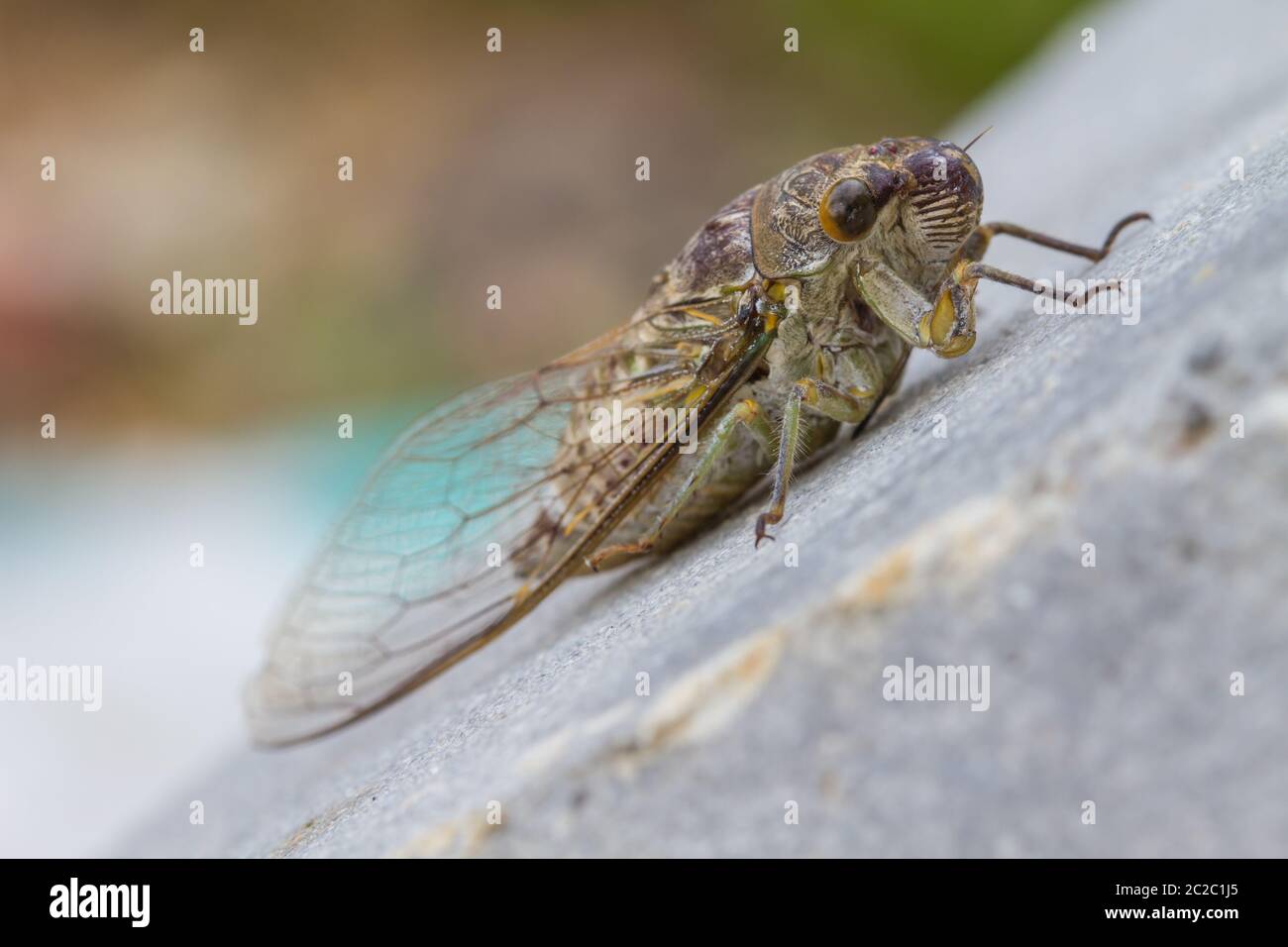 Cicadas in the ground, close up insect from nature Stock Photo - Alamy