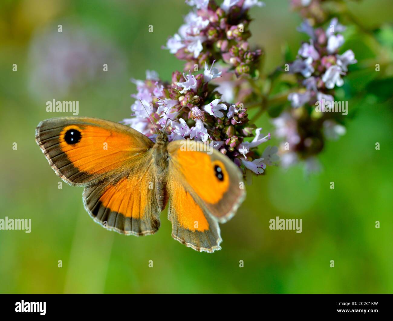 Closeup Pyronia butterfly feeding on flower seen from above Stock Photo ...