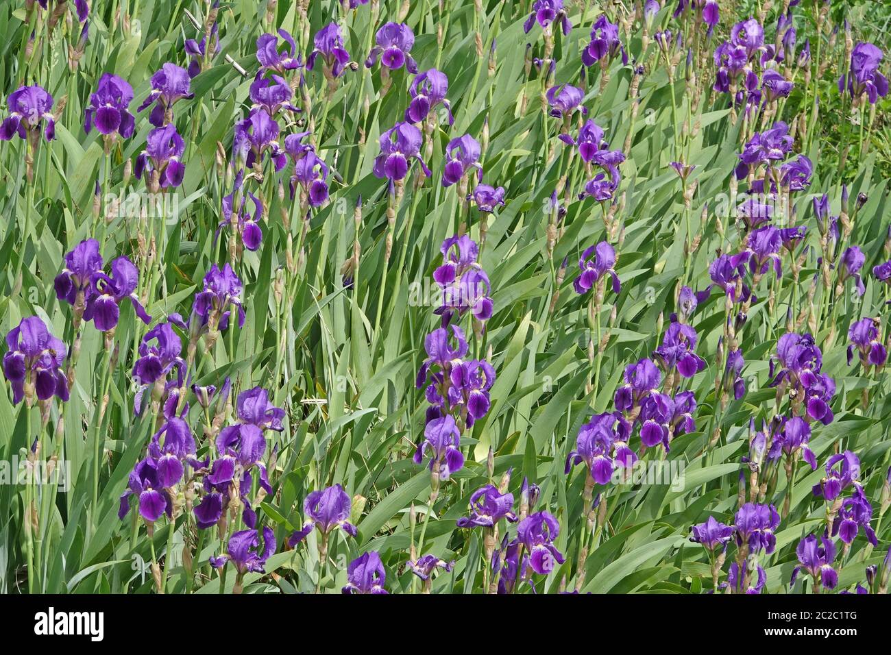 German sword lily Iris x germanica from the imperial chair Stock Photo ...