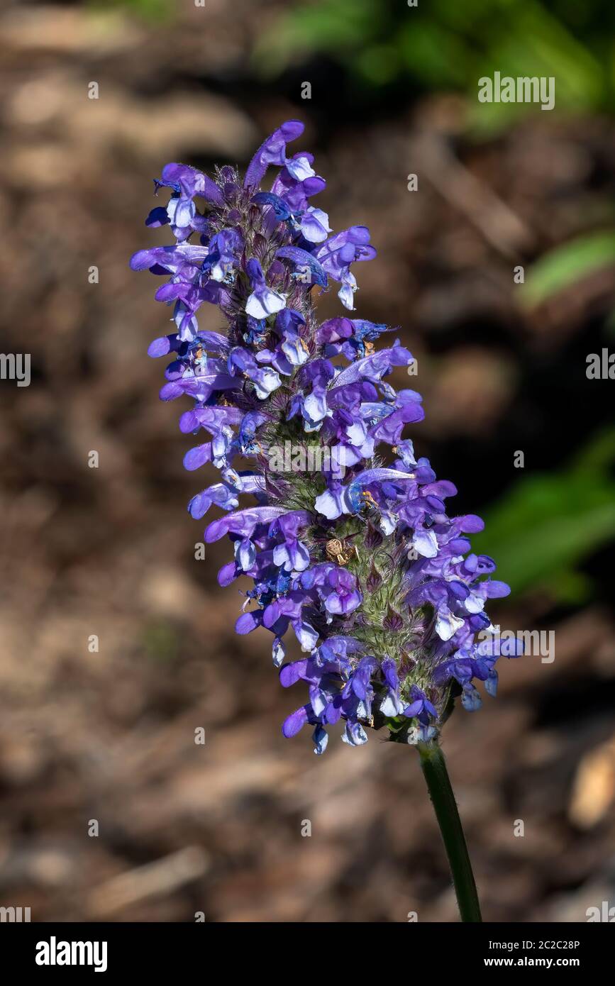 Nepeta nervosa 'Blue Moon' a blue summer perennial flowering plant ...