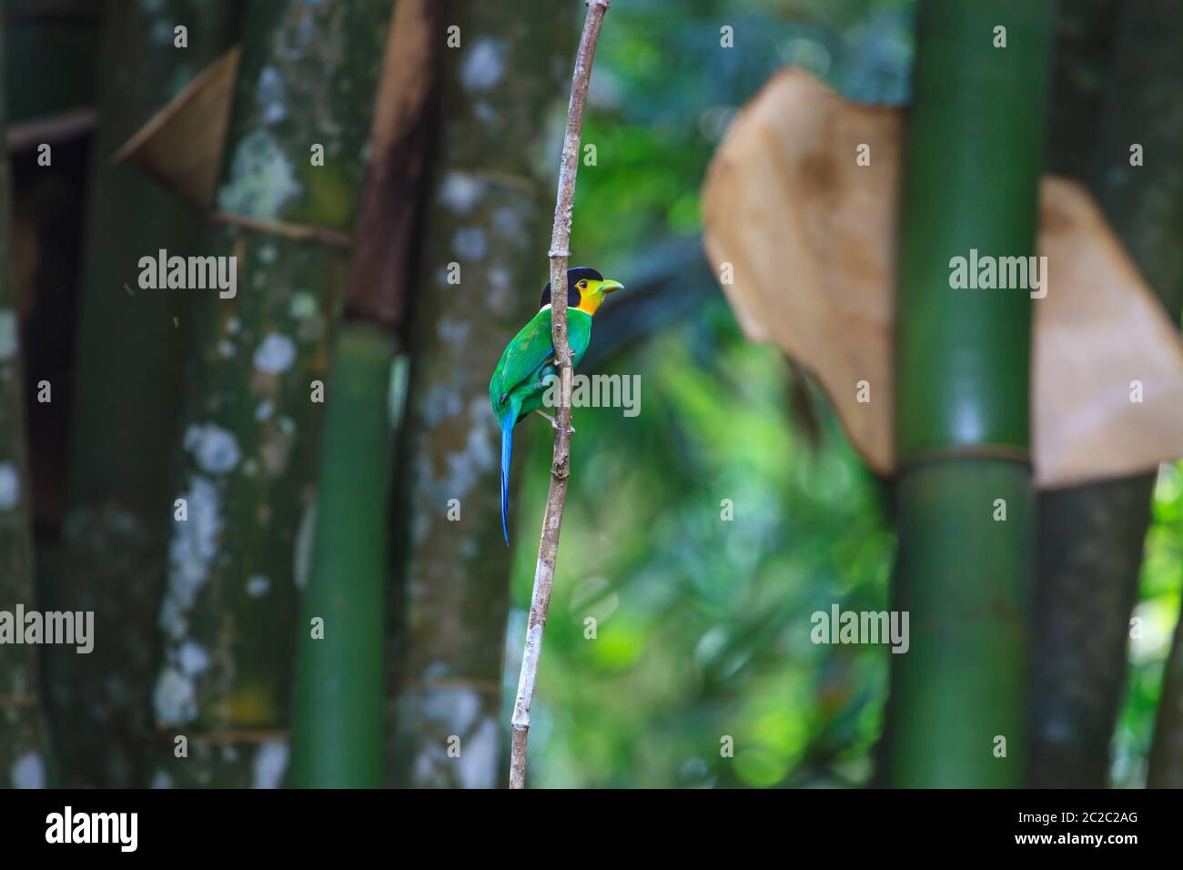 colorful bird long tailed broadbill on tree branch in forest Stock ...