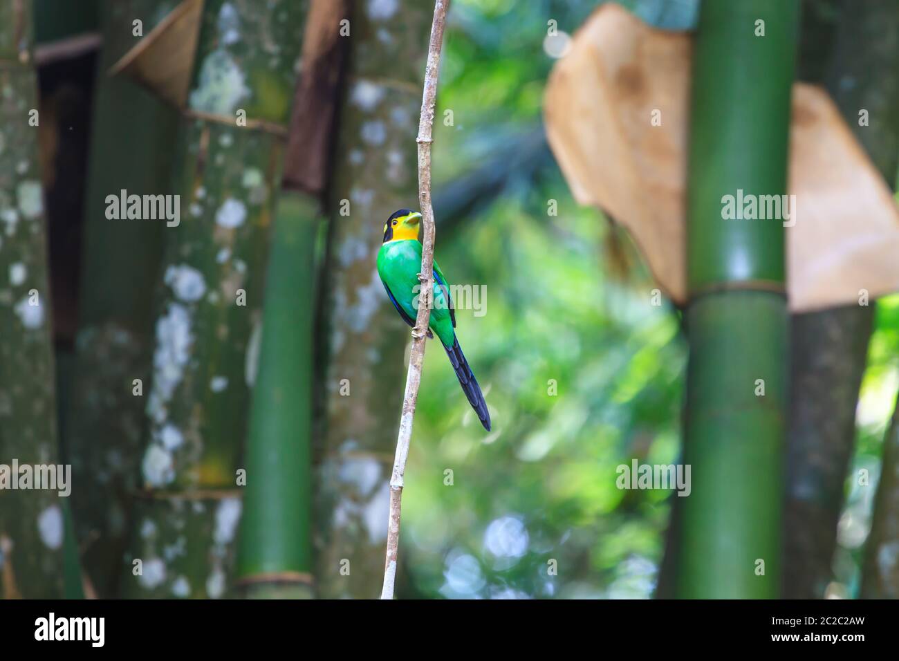 colorful bird long tailed broadbill on tree branch in forest Stock ...