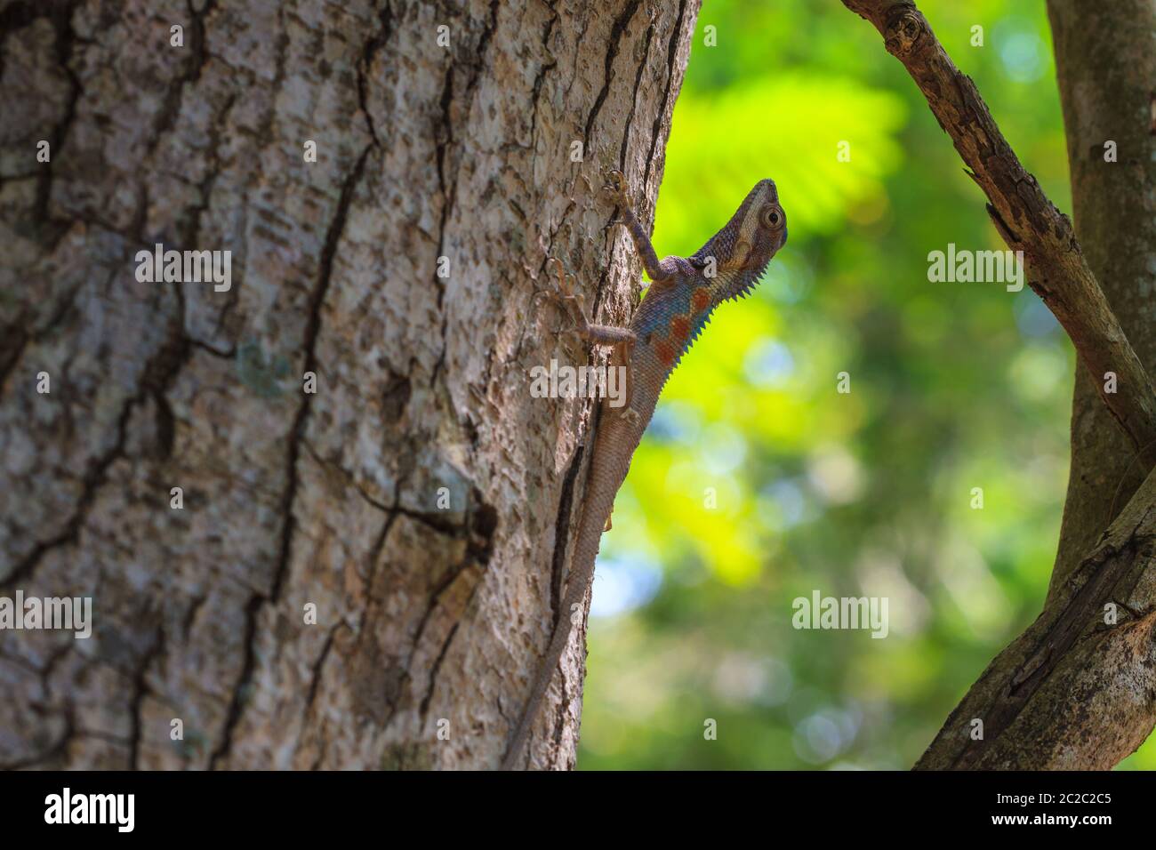 Masked spiny lizard on tree,Masken-Nackenstachler,black face lizard ...