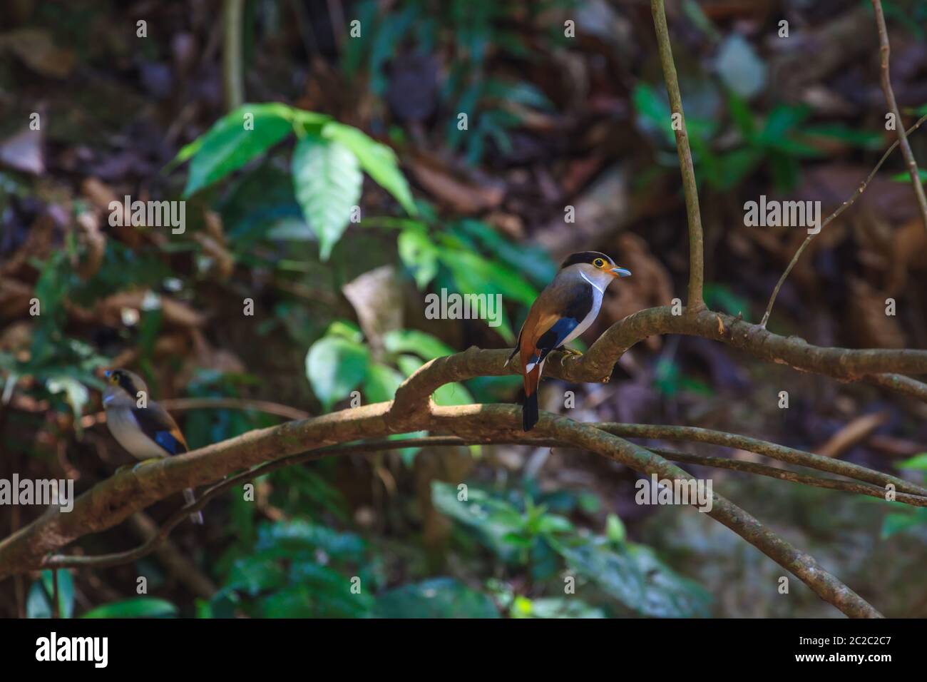 Silver breasted broadbill serilophus hi-res stock photography and ...