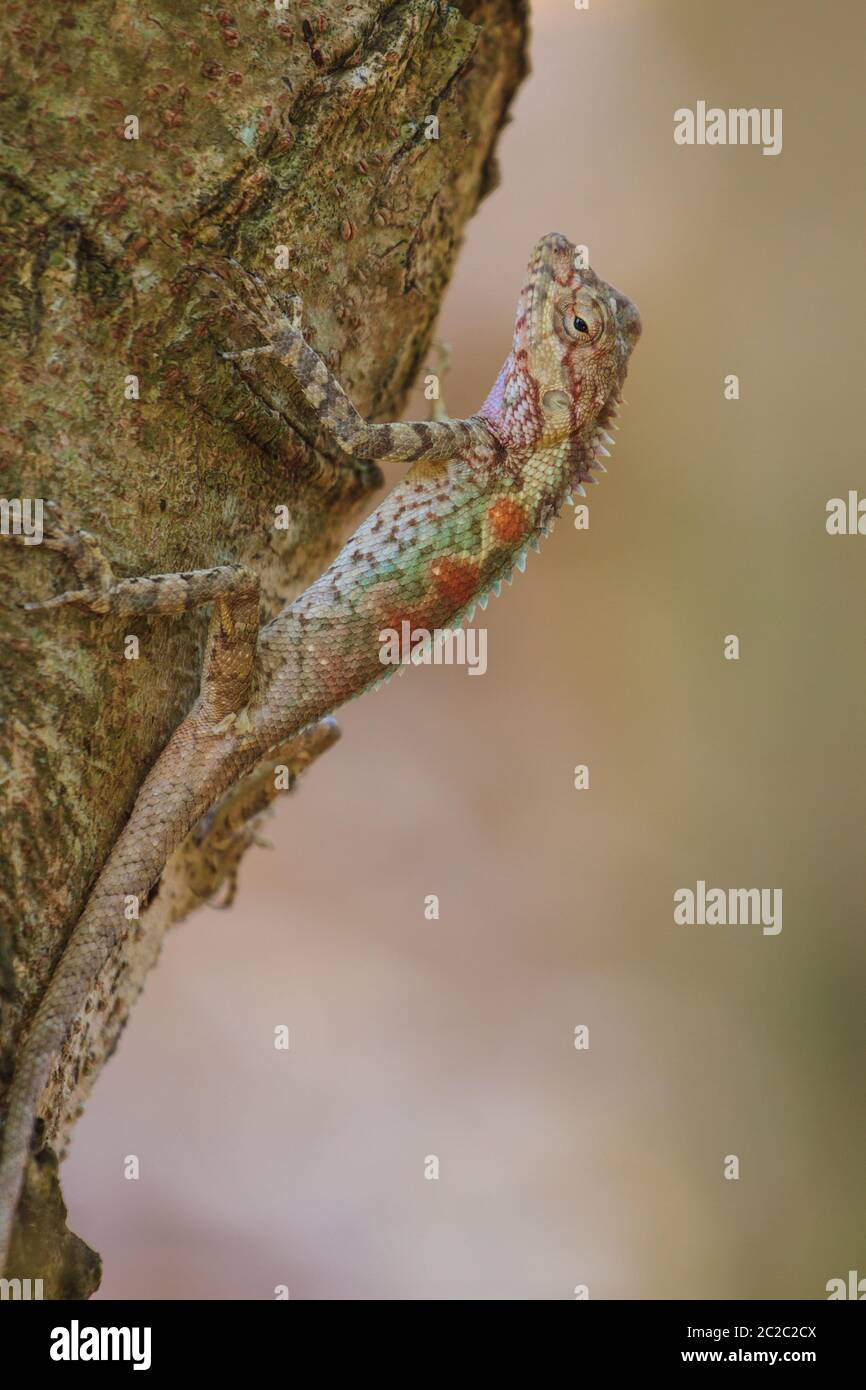 Masked spiny lizard on tree,Masken-Nackenstachler,black face lizard ...