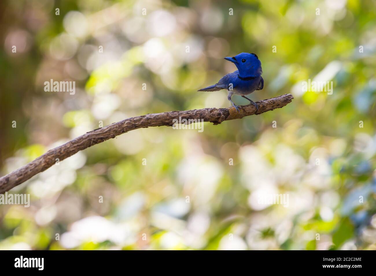 Black-naped monarch (Hypothymis azurea) bird in nature perching on a ...