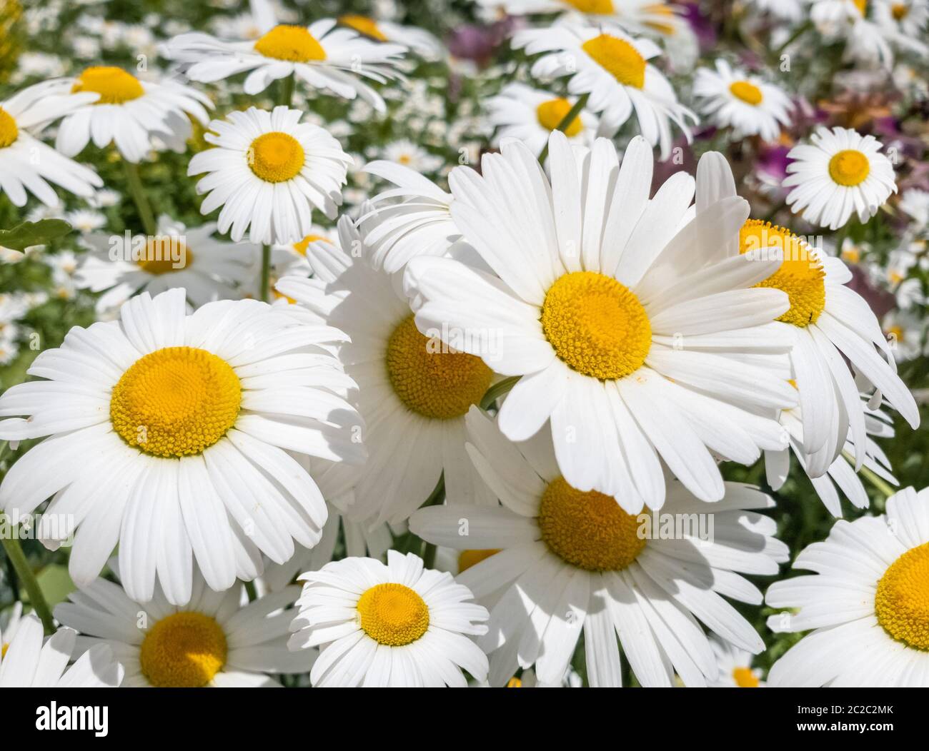 Large yellow daisies hi-res stock photography and images - Alamy