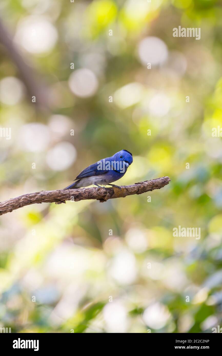 Black naped monarch hypothymis azurea bird hi-res stock photography and ...