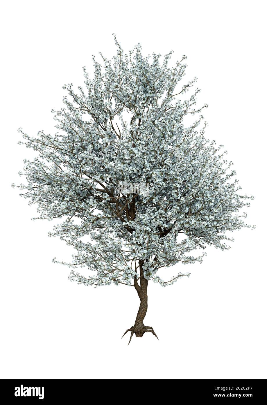 3D rendering of a white blooming sakura tree isolated on white ...