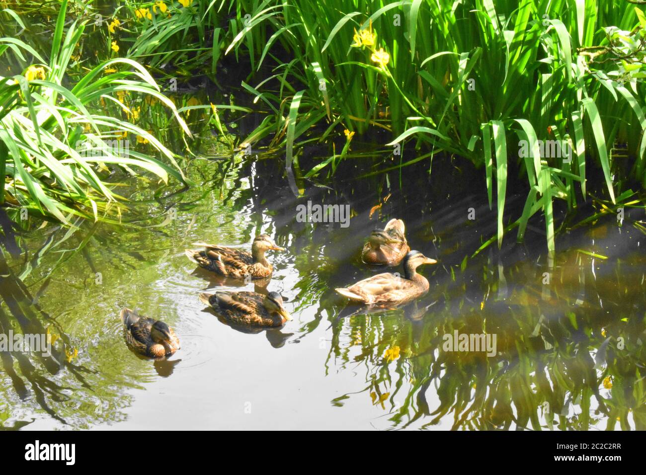 Ducks resting in the water with sunlight breaking through green reeds ...