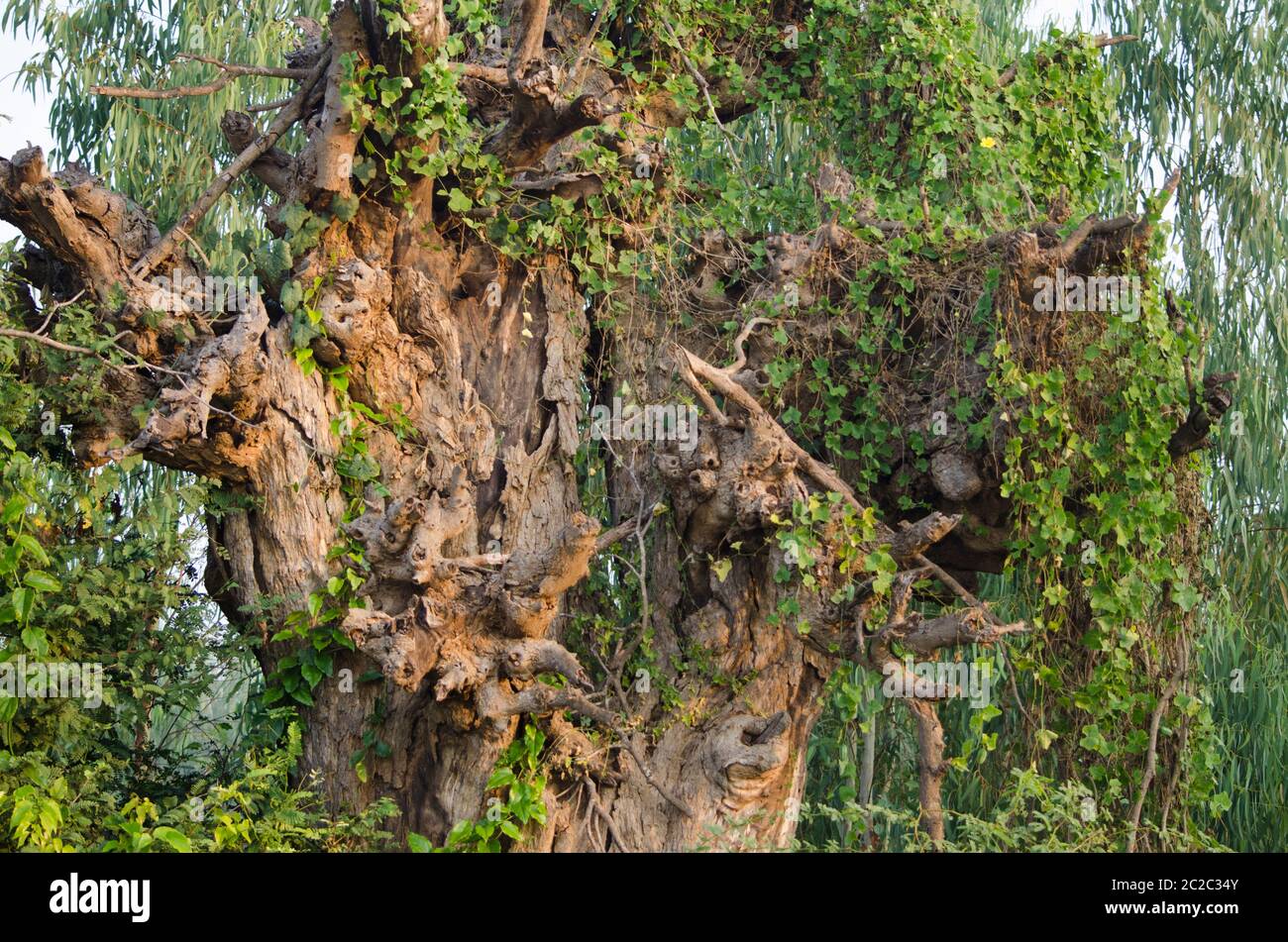 Indian gardener watering hi-res stock photography and images - Alamy