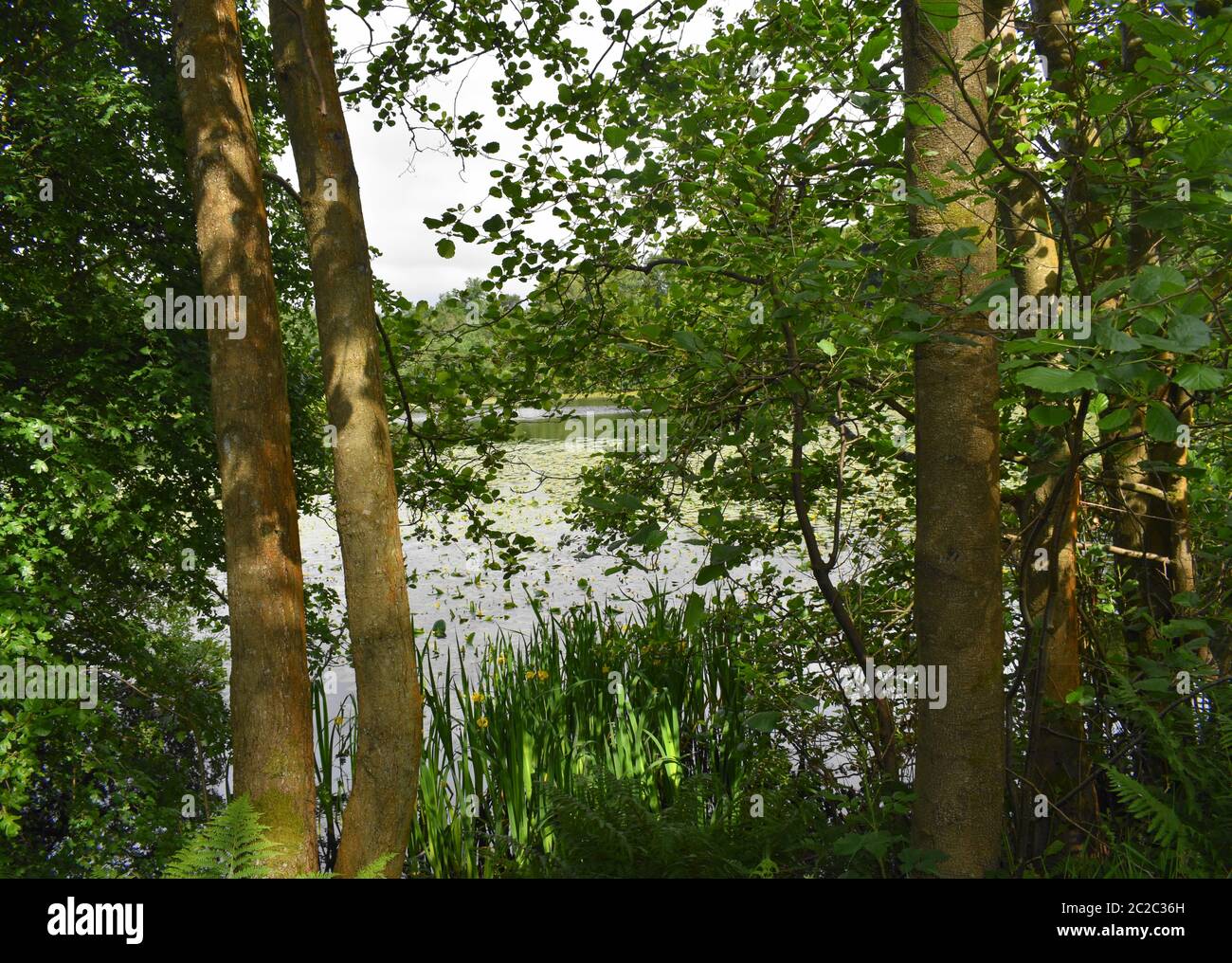 Loch habitat hi-res stock photography and images - Alamy