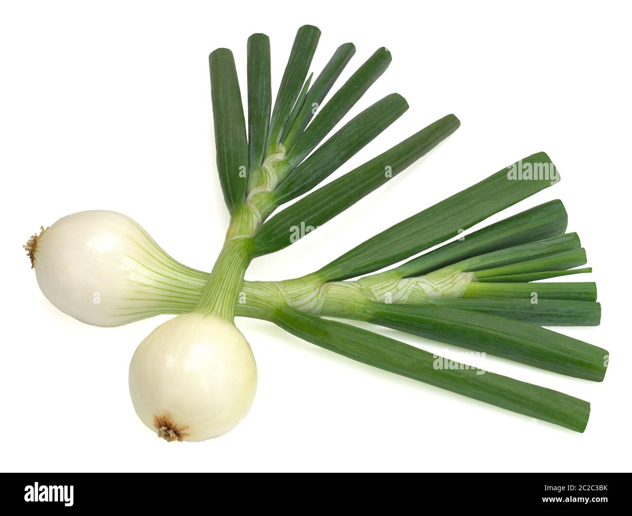 Napiform root hi-res stock photography and images - Alamy