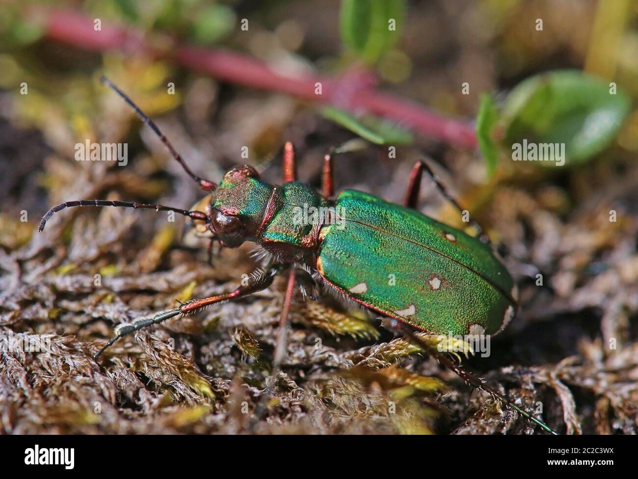 Sand running beetle hi-res stock photography and images - Alamy