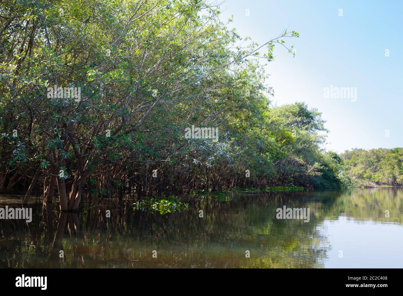 Panorama from Pantanal, Brazilian wetland region. Navigable lagoon ...