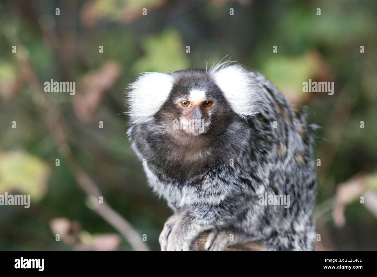 Common Marmoset (Callithrix jacchus Stock Photo - Alamy