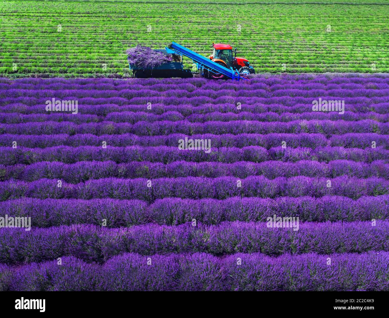 Aerial view of Tractor harvesting field of lavender Stock Photo - Alamy