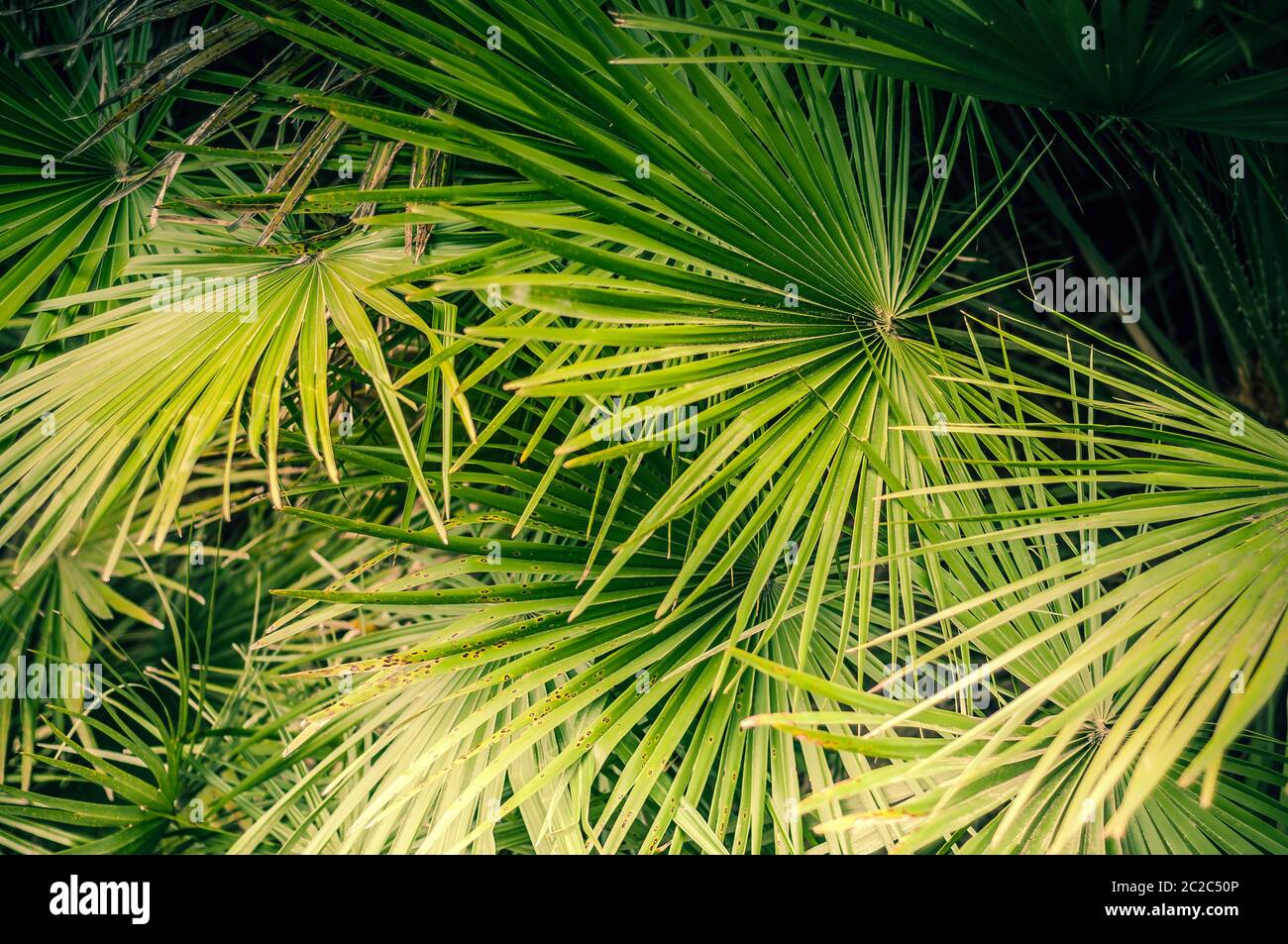 Background from natural leaves of a palm tree of green color Stock ...