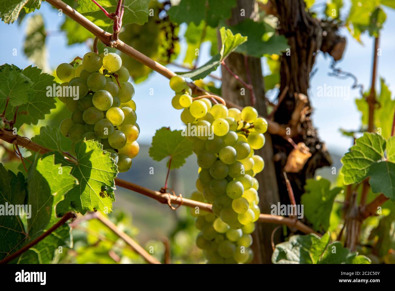 Fruit of vine hi-res stock photography and images - Alamy