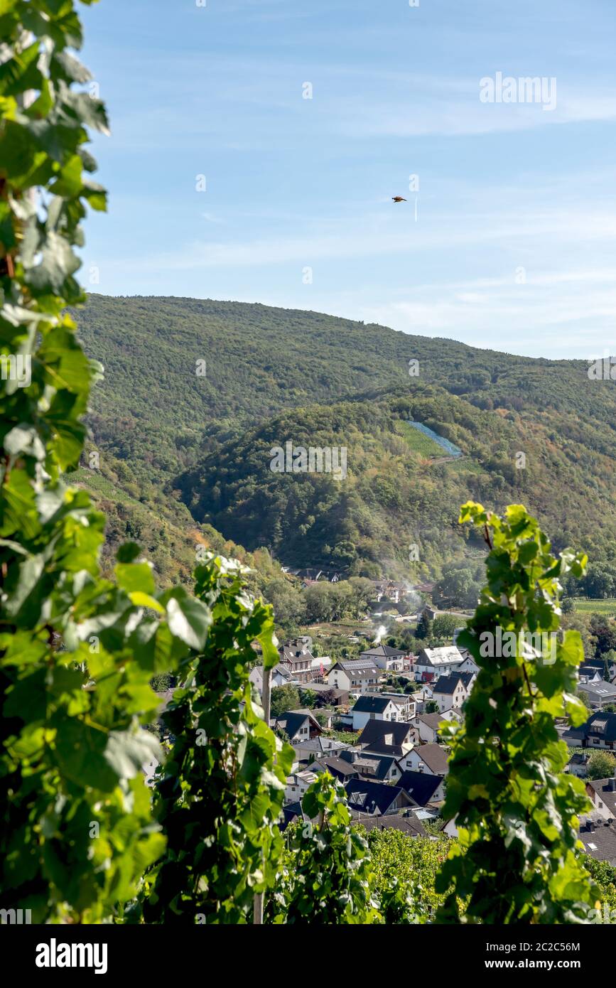 Vineyards at the ahr valley hi-res stock photography and images - Alamy