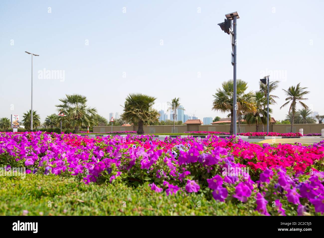 Dubai pink flowers hi-res stock photography and images - Alamy