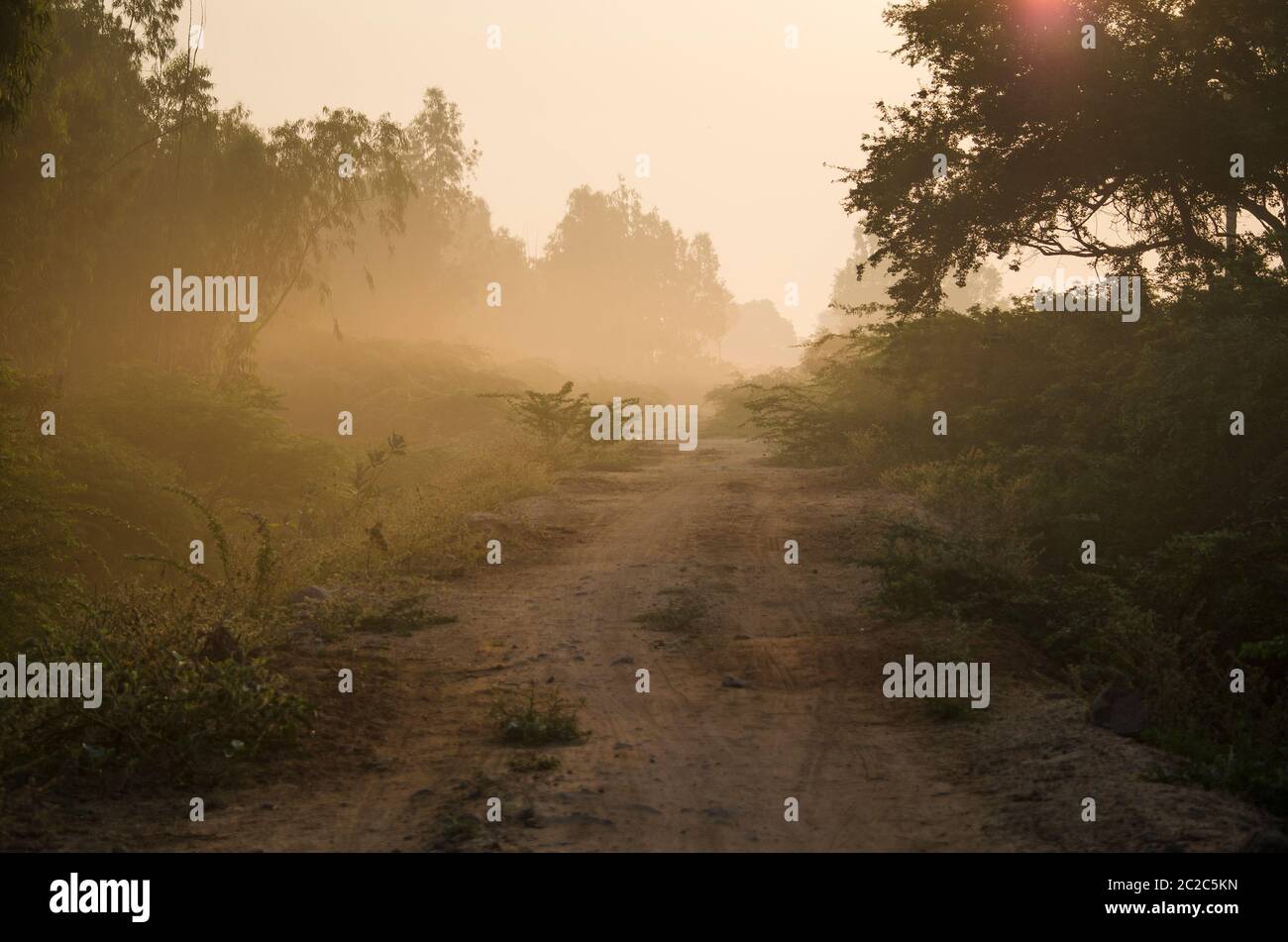 Fresh Morning in the indian forest with beautiful lighting scene Stock ...