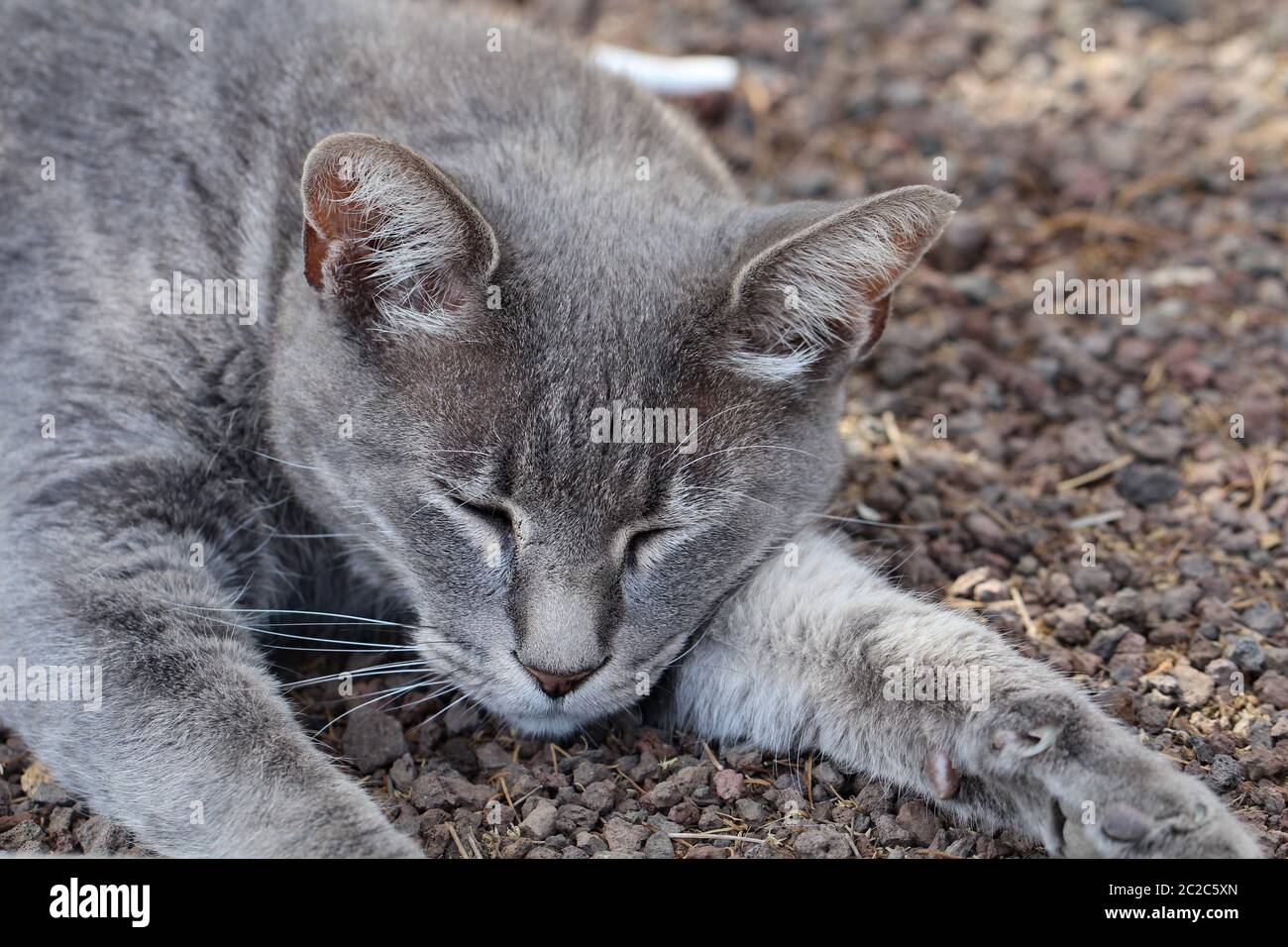 Cross breed cat hi-res stock photography and images - Alamy