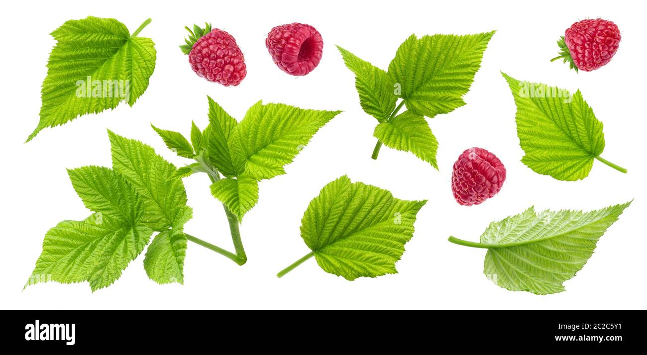Raspberry plant leaves, cut stems and berries isolated on white ...
