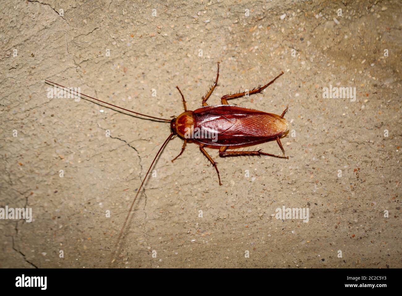 Cockroach runs up a wall Stock Photo - Alamy