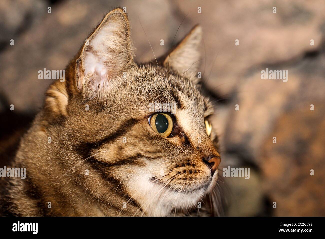 Cross breed cat hi-res stock photography and images - Alamy