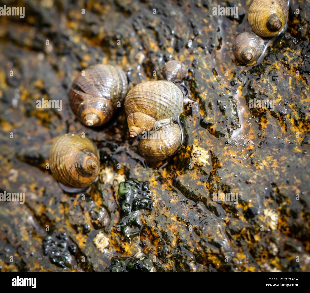 Shoreline texture hi-res stock photography and images - Alamy