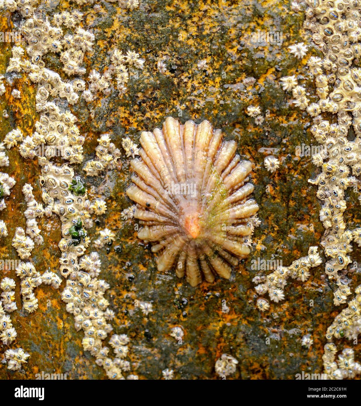 Shoreline texture hi-res stock photography and images - Alamy