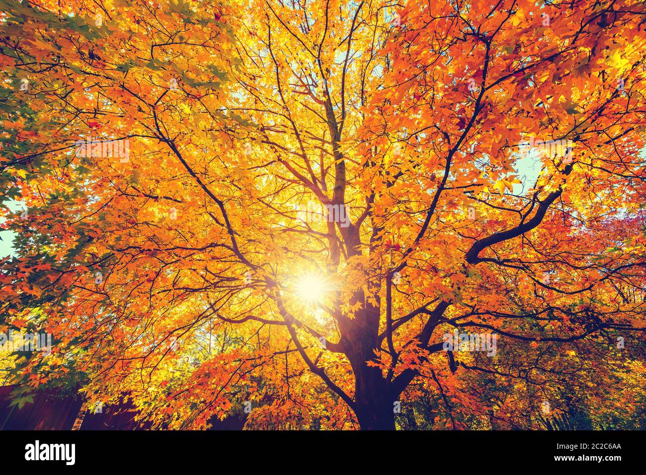 Golden maple tree hi-res stock photography and images - Alamy