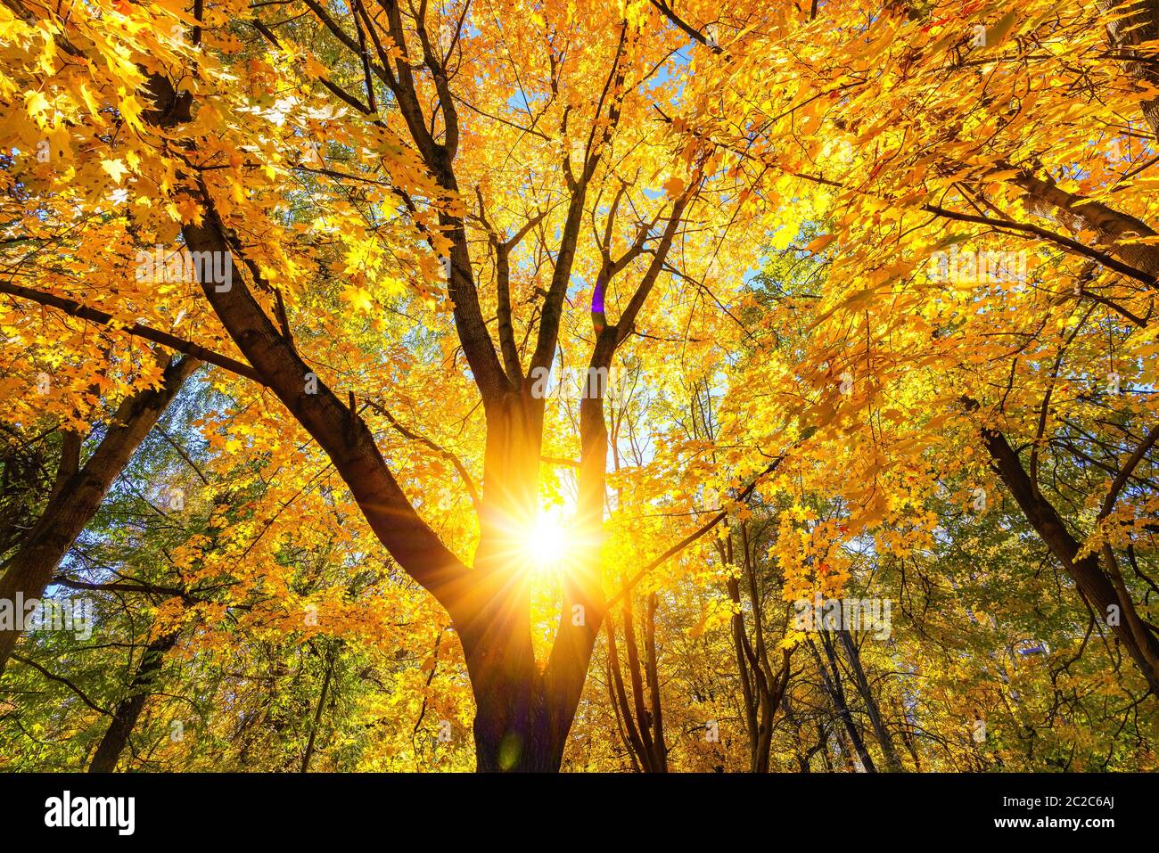 Golden maple tree hi-res stock photography and images - Alamy
