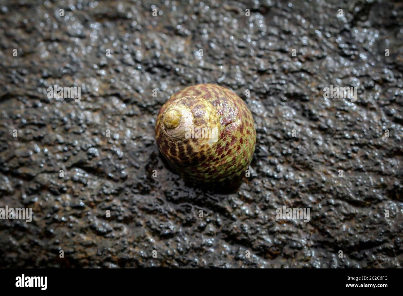Barnacles, snails on a rock in the sea Stock Photo - Alamy