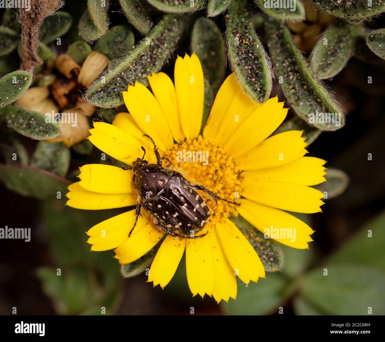 A bug or beetle on a plant Stock Photo - Alamy