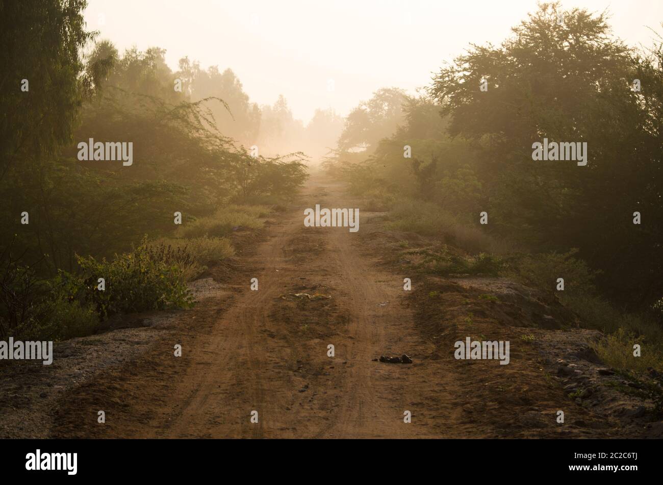 Fresh Morning in the indian forest with beautiful lighting scene Stock ...