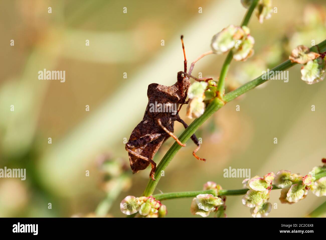 Leather edge bug hi-res stock photography and images - Alamy