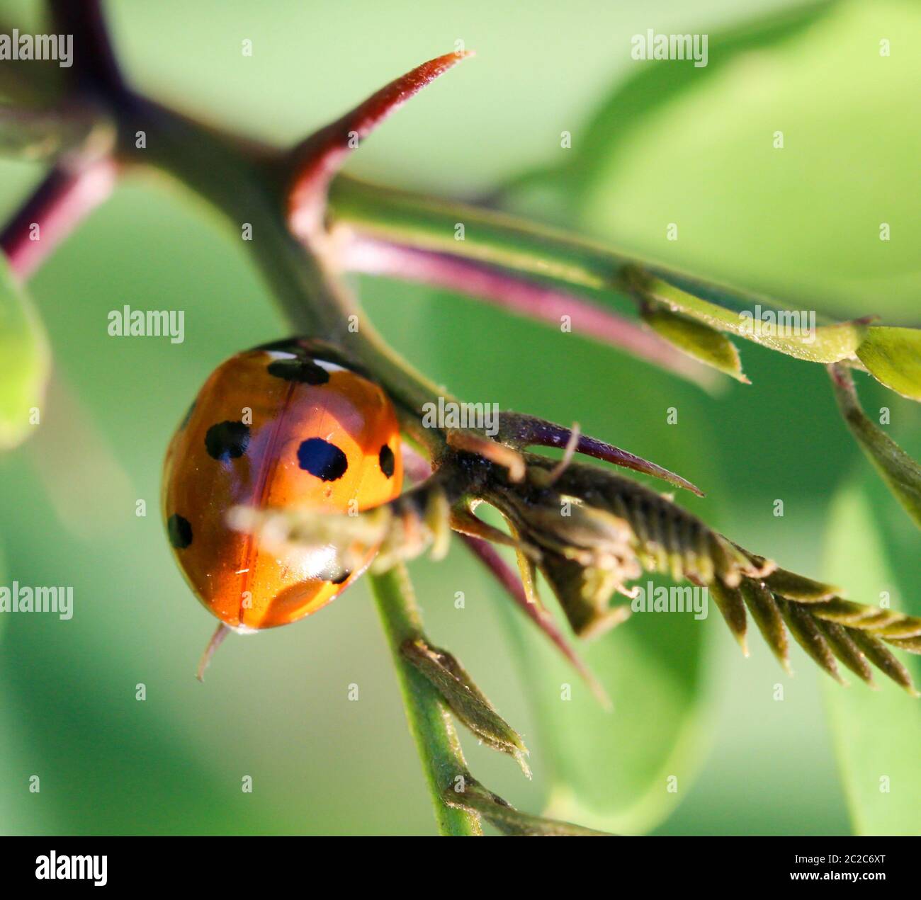 The Ladybird sits on a colored leaf. Macro photo of ladybug close-up ...