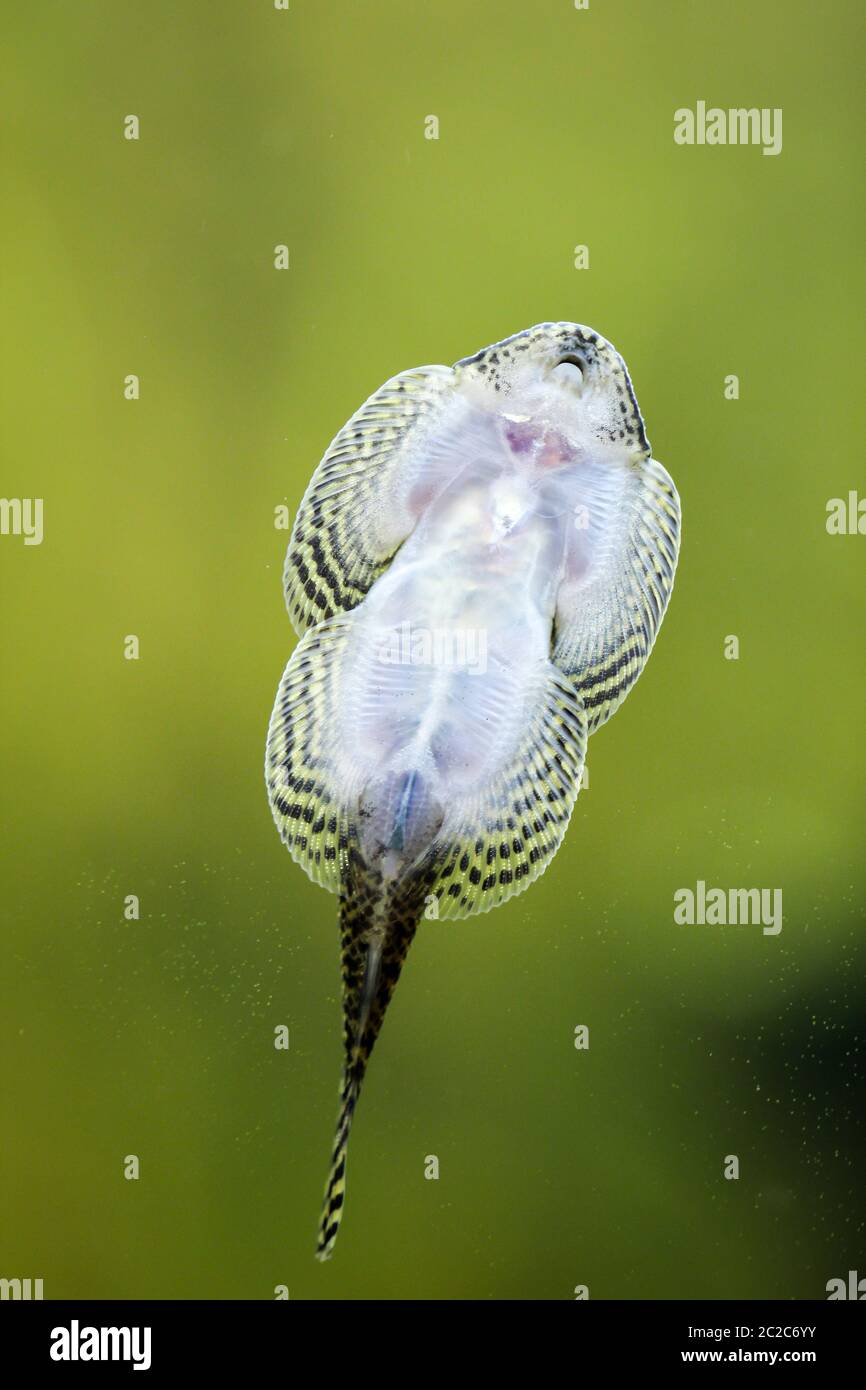 Fish on an aquarium hi-res stock photography and images - Alamy