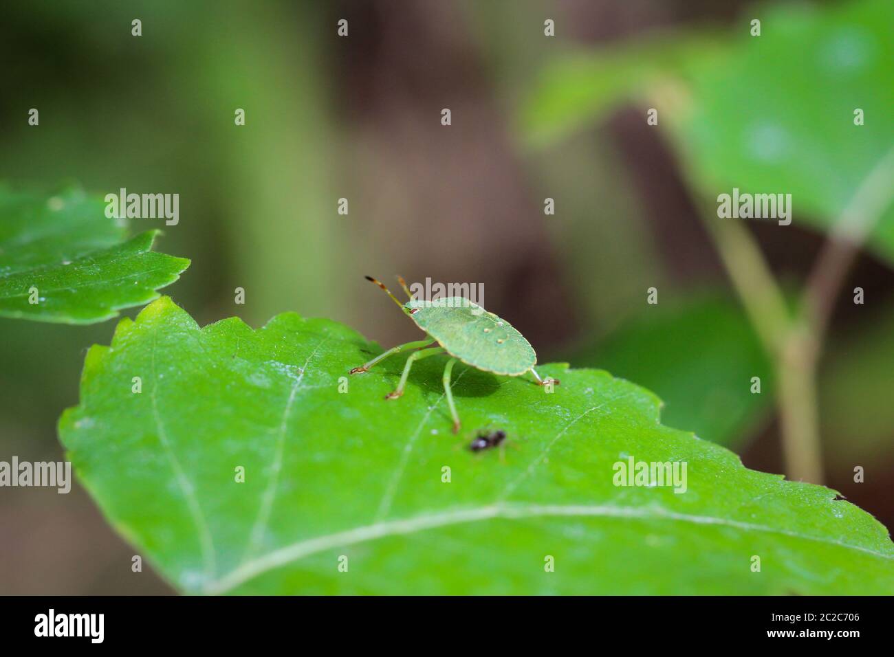 A bug or beetle on a plant Stock Photo - Alamy