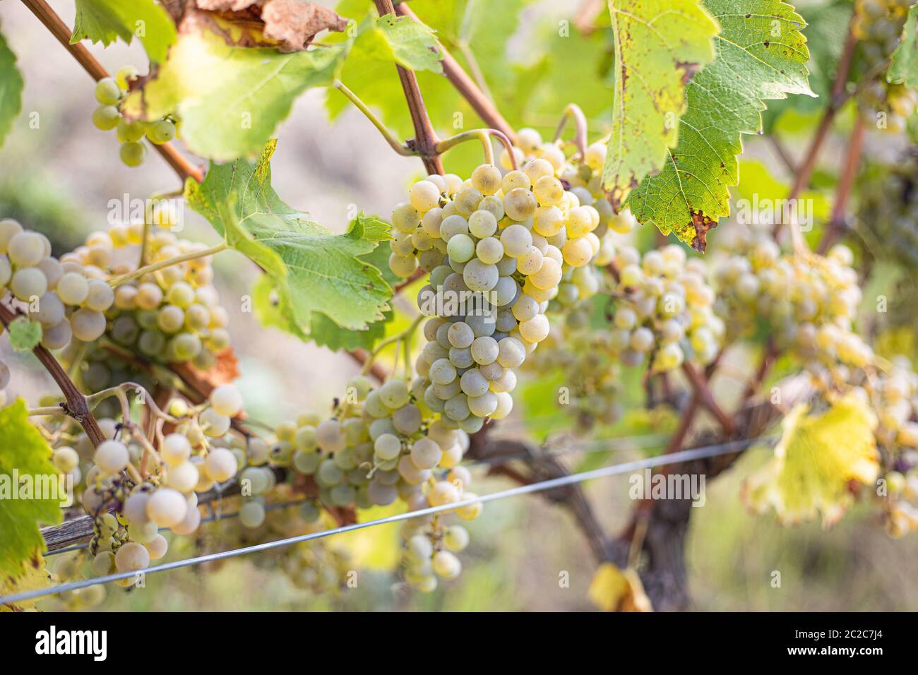 sommer white wine grape Stock Photo - Alamy