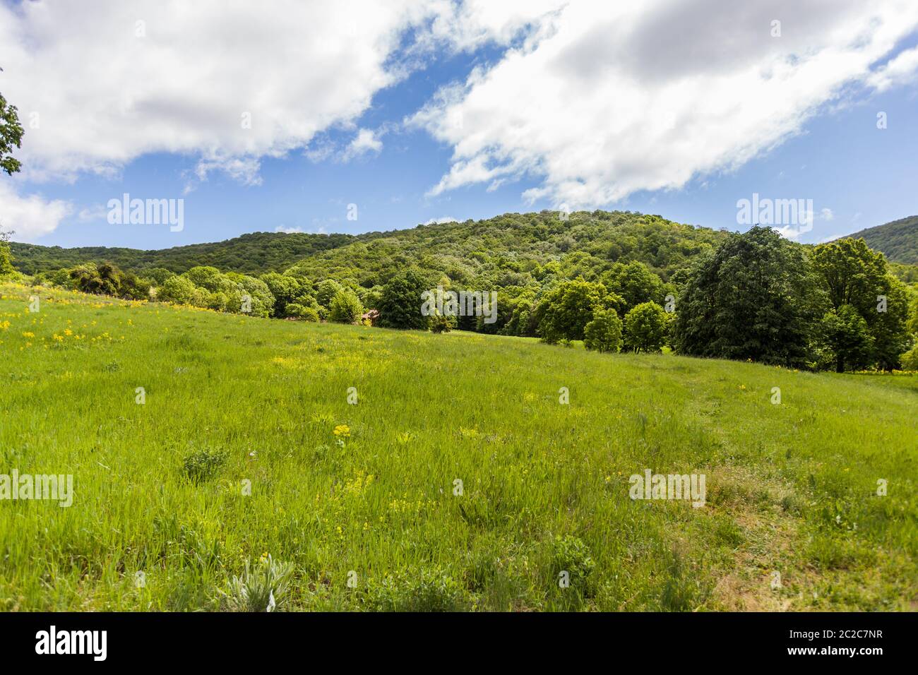 Spring beautiful nature green landscape Stock Photo - Alamy