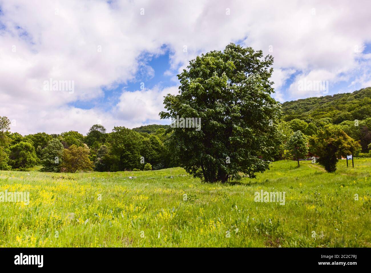 Spring beautiful nature green landscape Stock Photo - Alamy