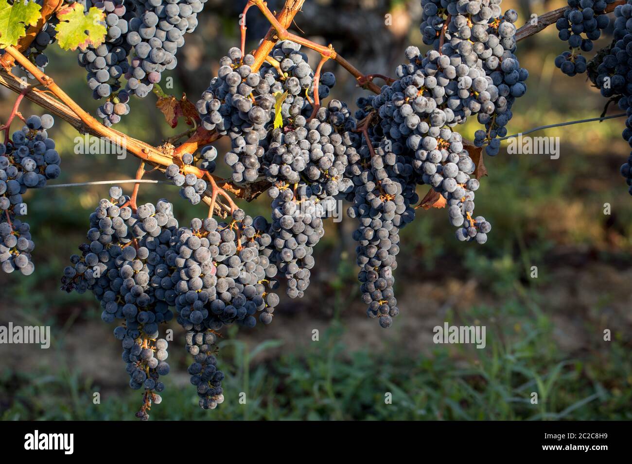Close up of red merlot grapes in vineyard. Medoc, Gironde, Aquitaine ...