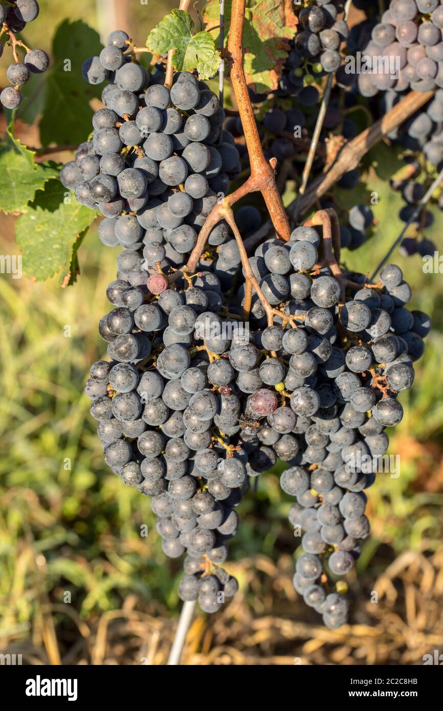 Close up of red merlot grapes in vineyard. Medoc, Gironde, Aquitaine ...