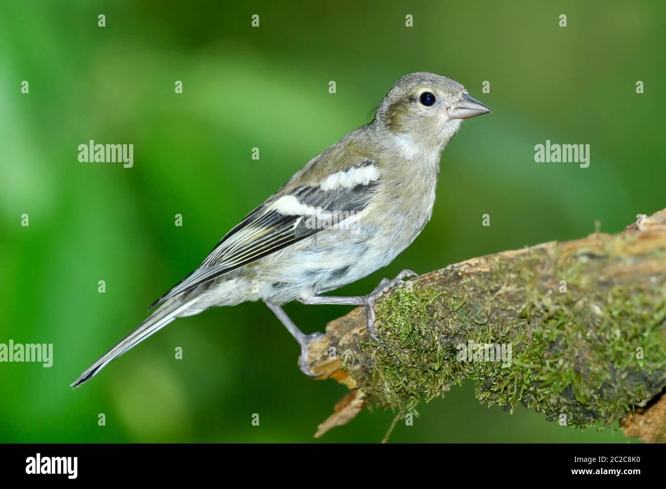 Birds of the Alps in Austria Stock Photo - Alamy