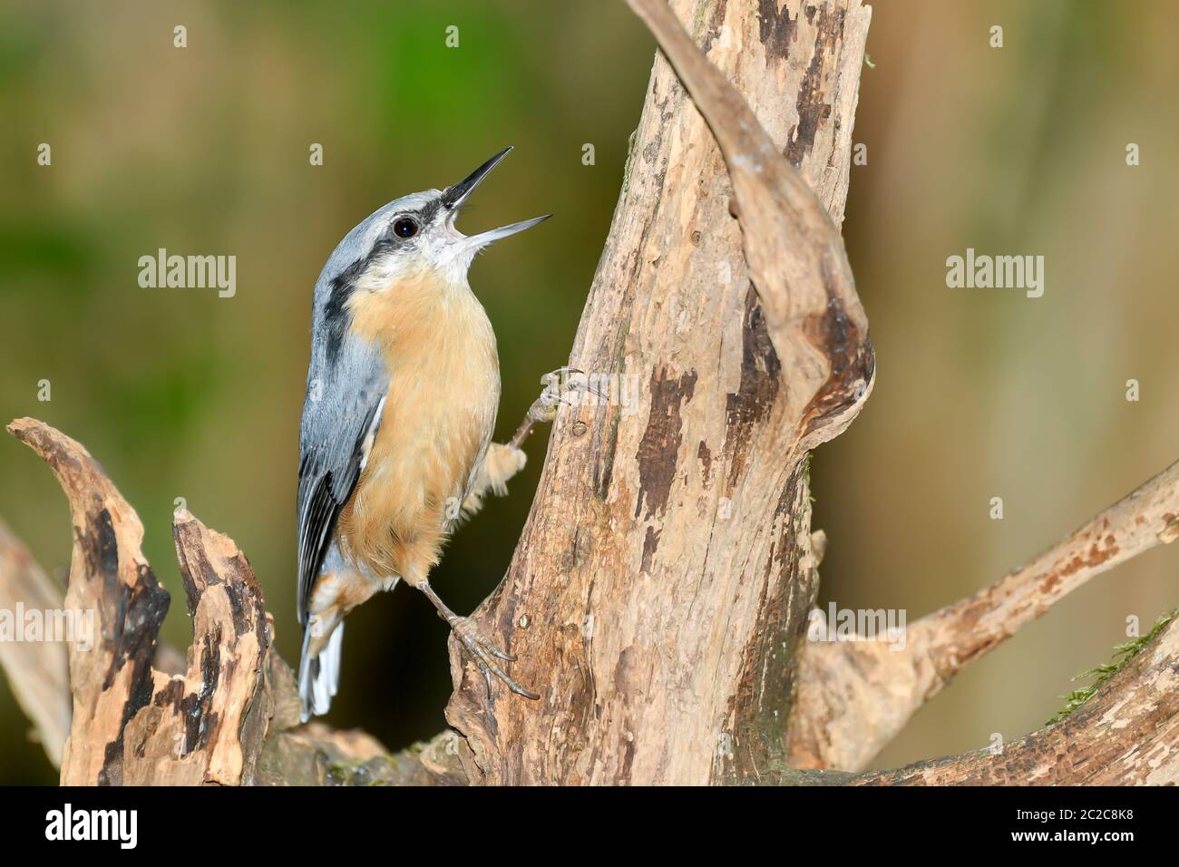 Birds of the Alps in Austria Stock Photo - Alamy