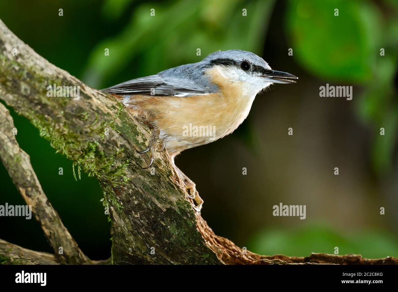 Birds of the Alps in Austria Stock Photo - Alamy