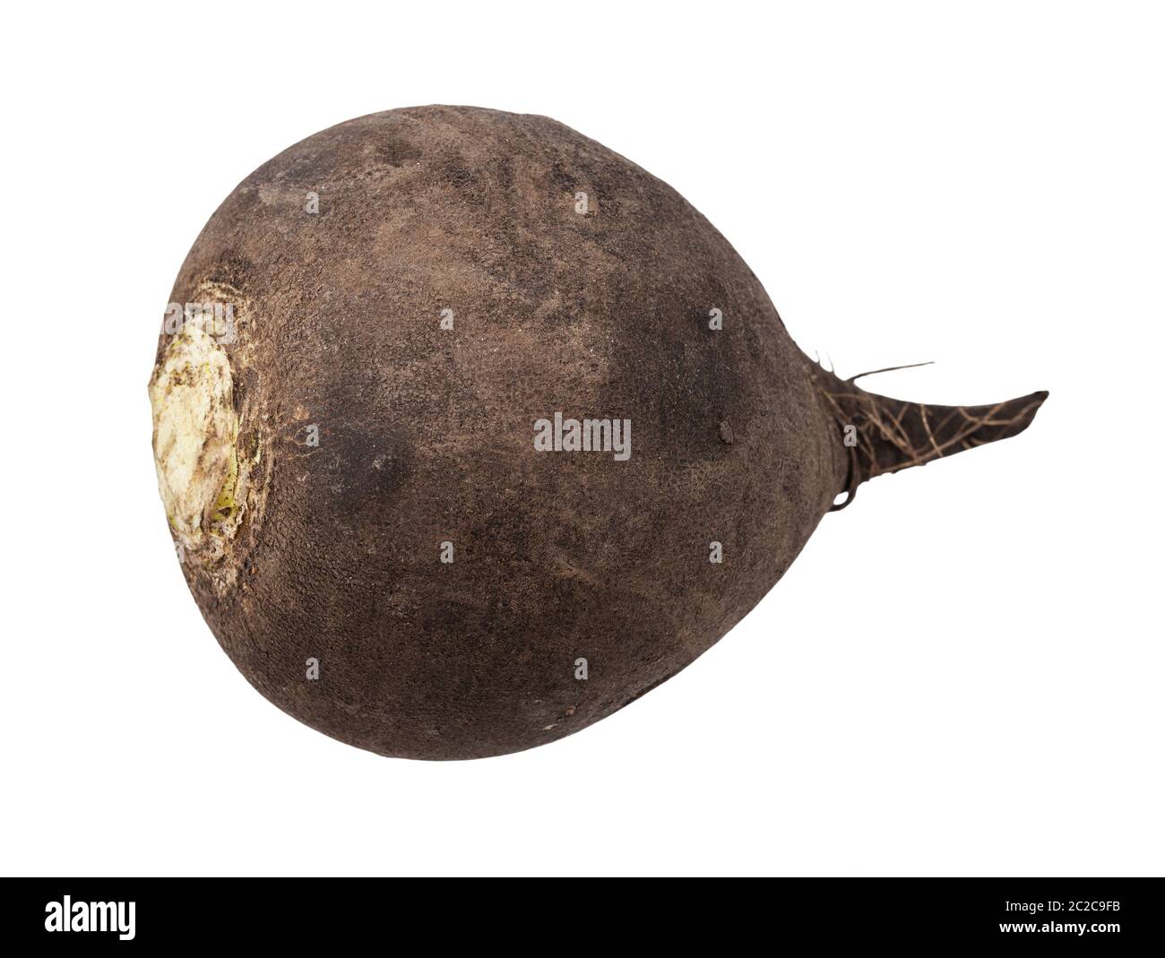ripe black radish taproot isolated on white background Stock Photo - Alamy